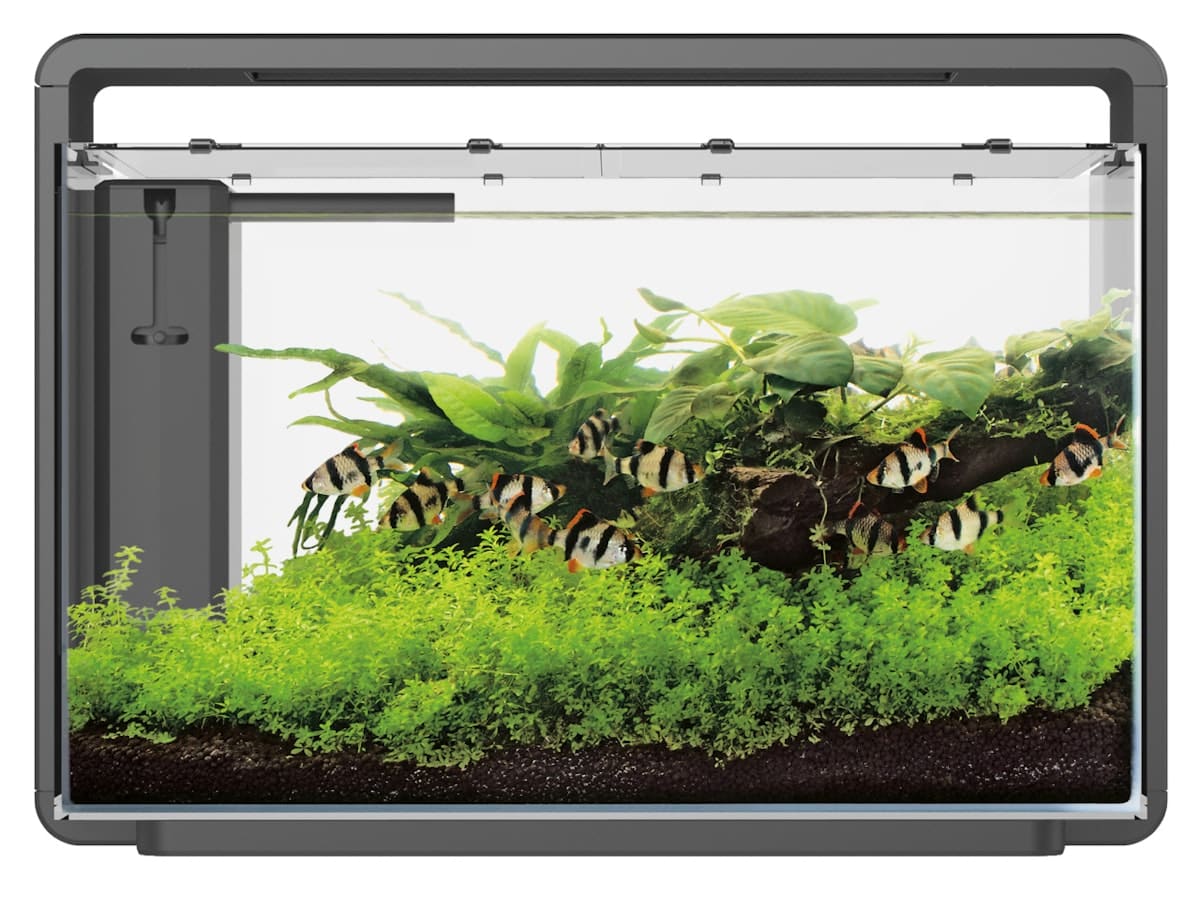 Superfish Home 65 Aquarium-Set-1630414459 - Unsere Haustiere
