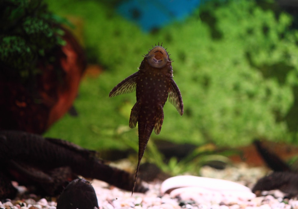 Der Fensterputzerfisch - Unsere Haustiere